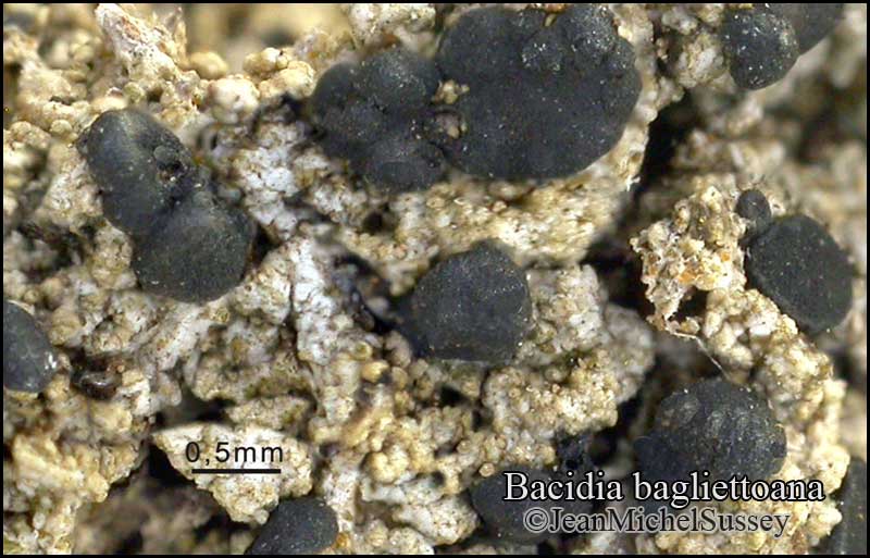 Bacidia_bagliettoana