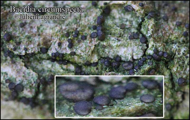 Bacidia_circumspecta