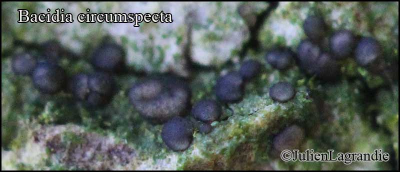 Bacidia_circumspecta