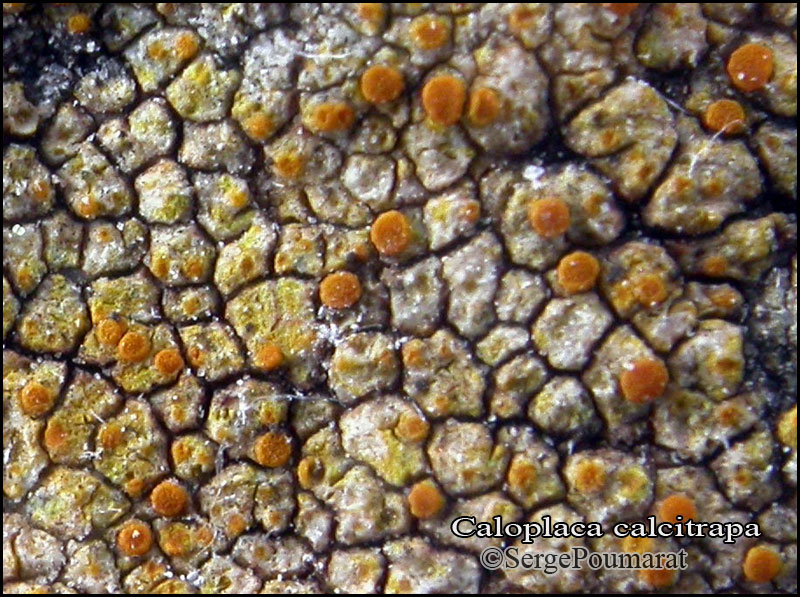 Caloplaca_calcitrapa