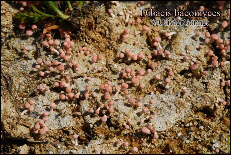Dibaeis_baeomyces