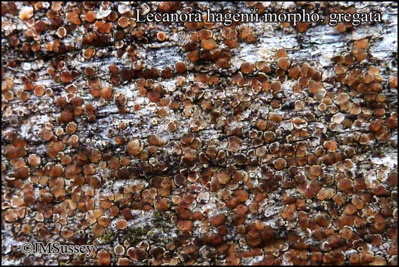 Lecanora_hagenii_gregata