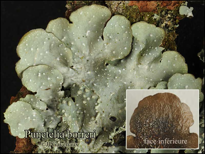 Punctelia_borreri
