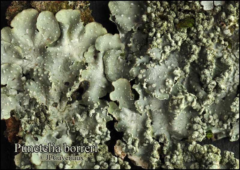 Punctelia_borreri