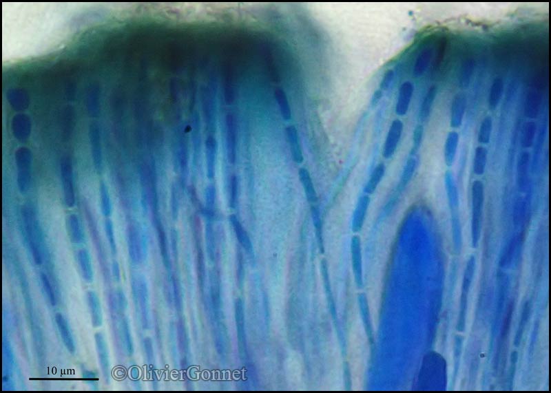 Sarcogyne_regularis_macro